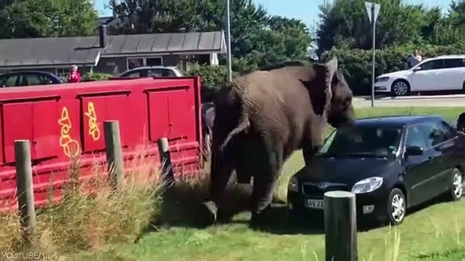 Animals Attacking Cars