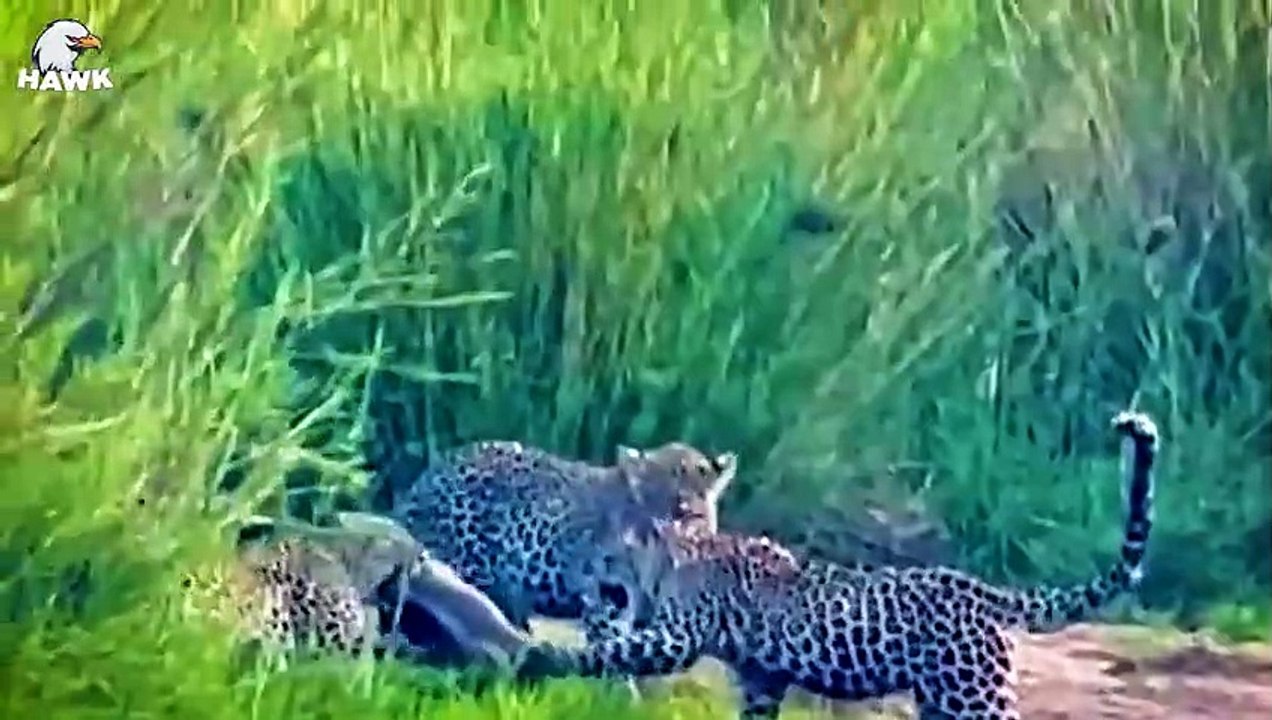 30 Moments When Big Cat Struggle To Take Down Their Prey Animal Fight ...