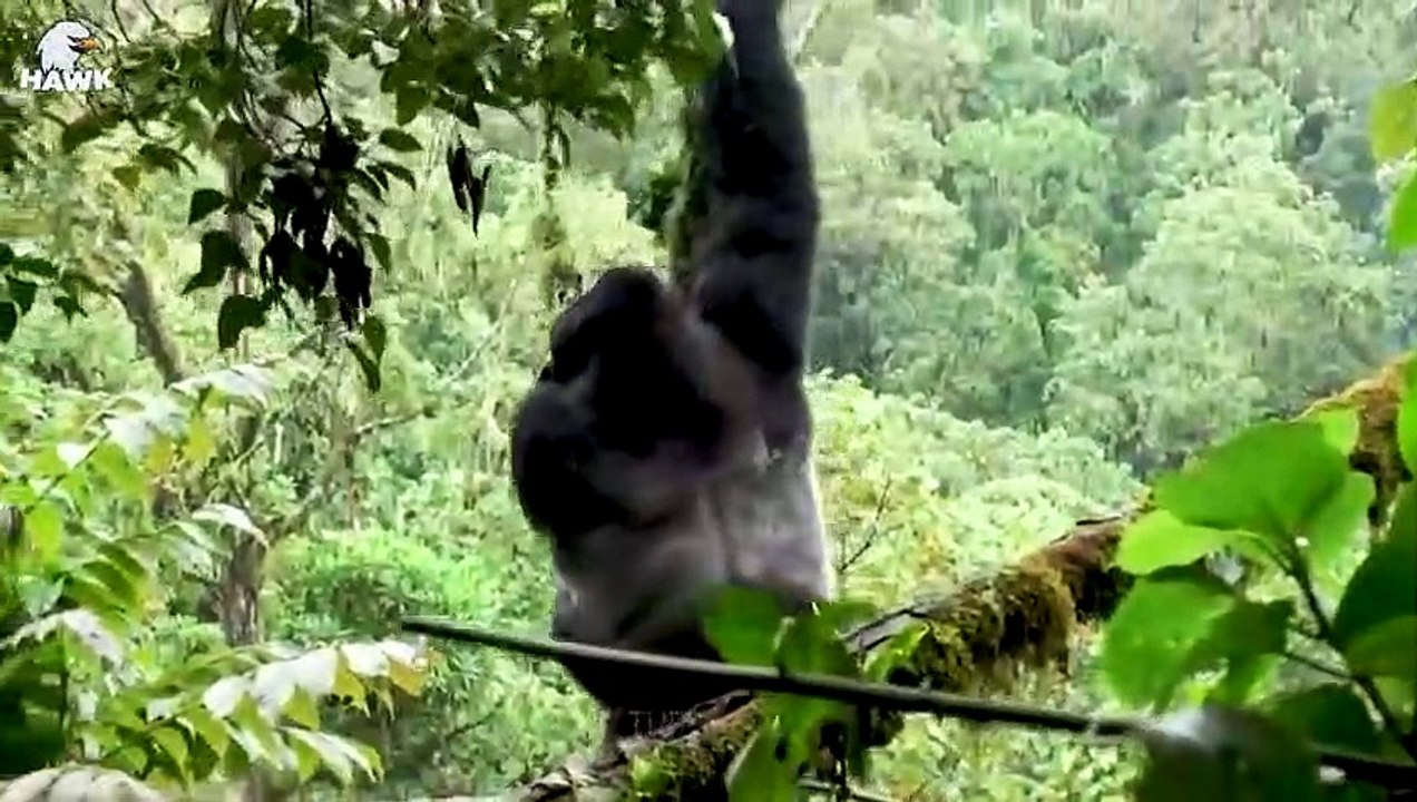 30 Moments When Big Cat Attacks Gorillas, Gorillas Panic And Run Away ...