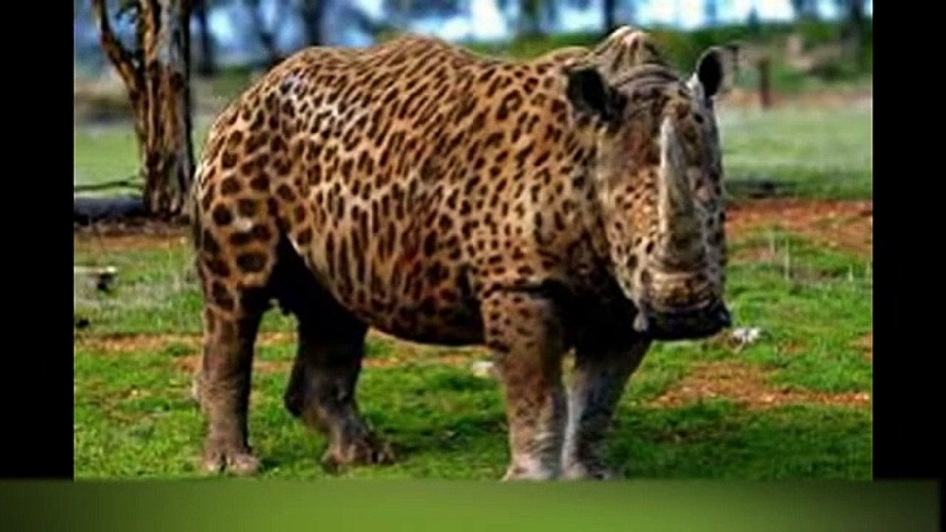 Giraffe And Zebra Crossbreed 151 Zebra Mix Stock Videos, Footage, & 4K