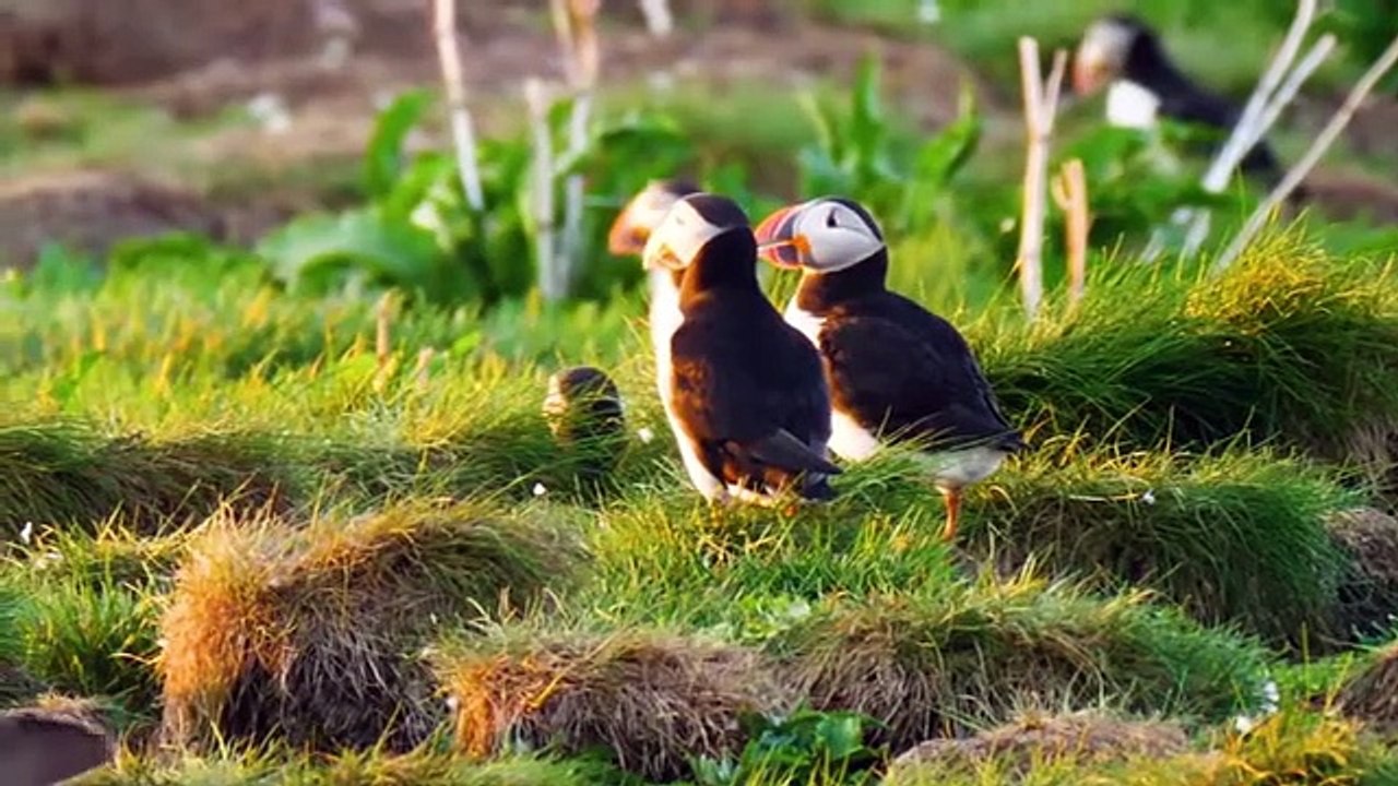 12 Cutest Birds in the World - video Dailymotion
