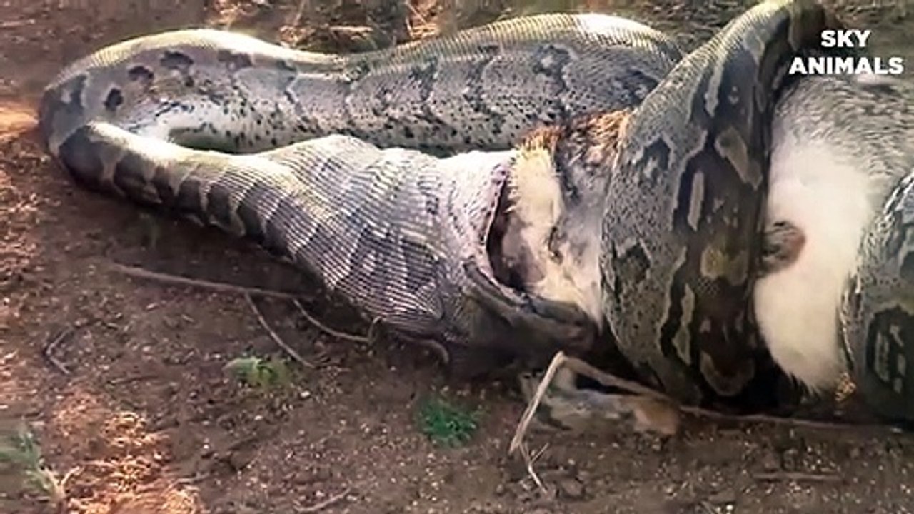 Lions vs Big Python Snake Real Fight Lions attack Crocodile Lion ...