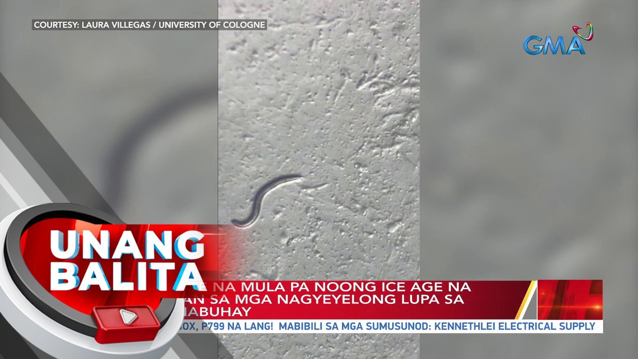 Mga bulate na mula pa noong ice age na natagpuan sa mga nagyeyelong ...