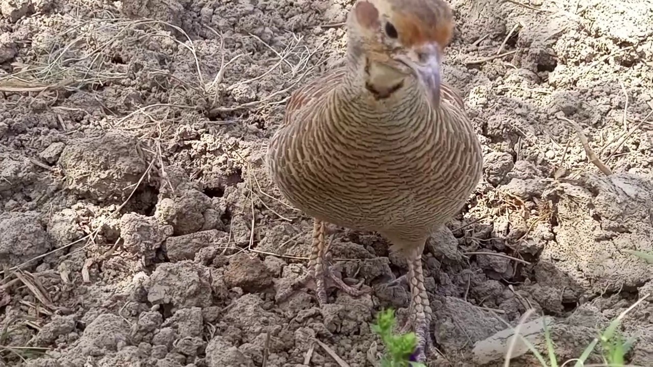 wild pakshi in nest - video Dailymotion