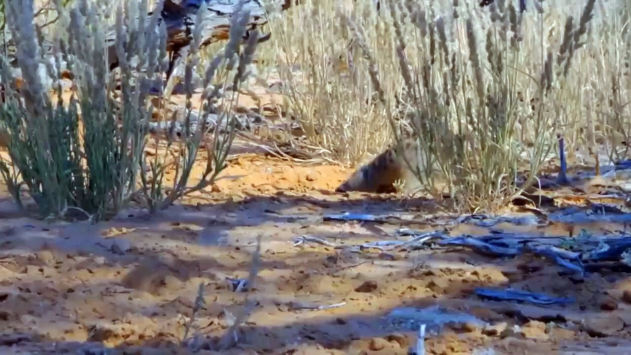 Unbelievable! Weasel Bites Madly At The Snake, Causing It To Tremble In ...