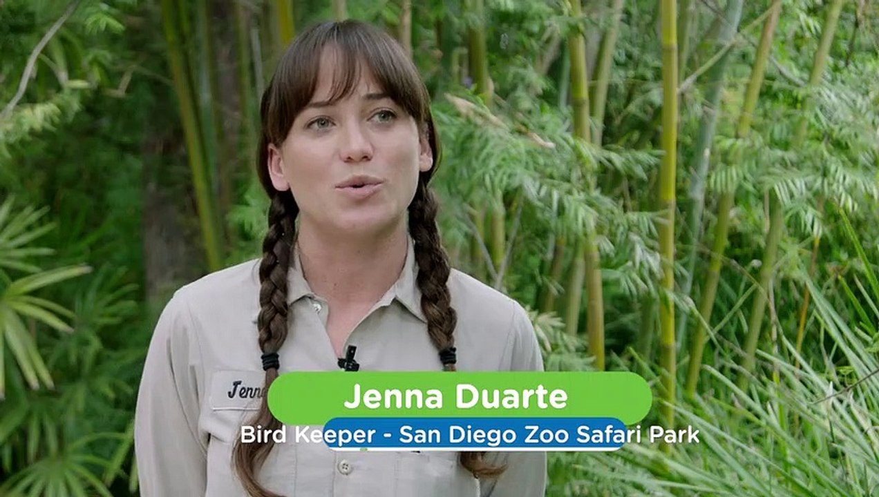 These Bee Eaters Are One of the Most Complex Birds in the World - Vídeo ...