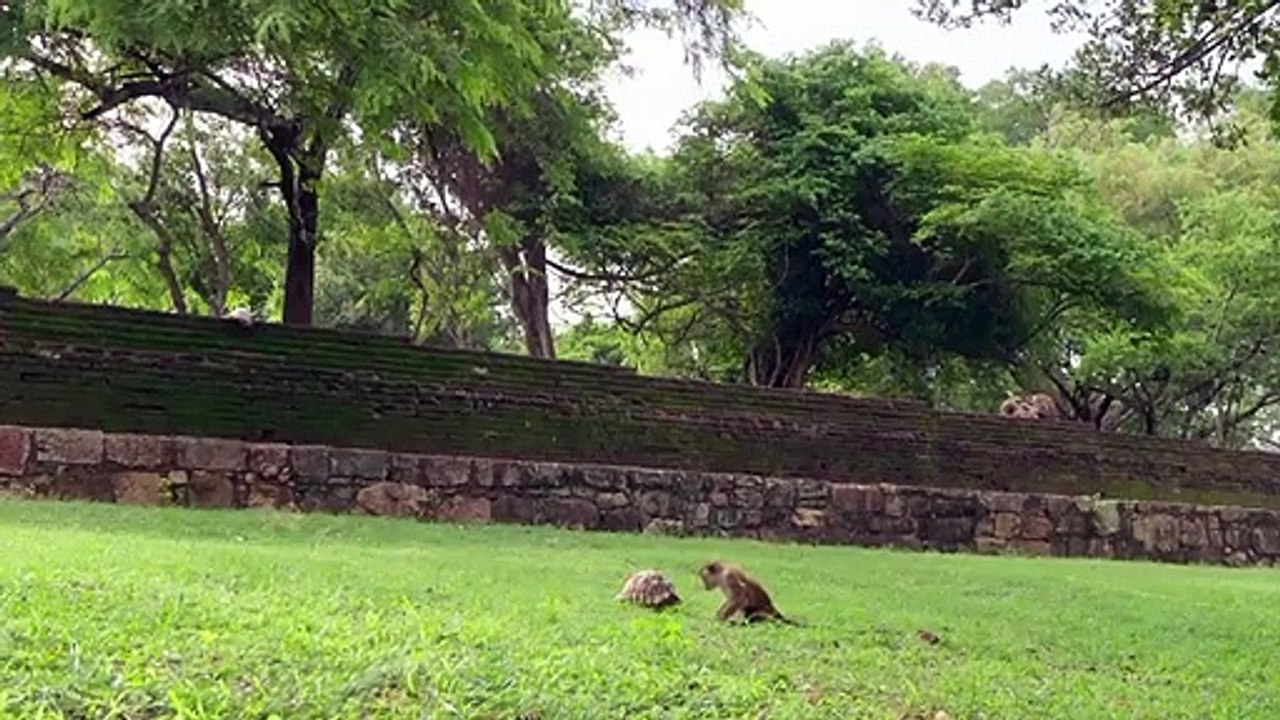 7 Adorable Monkey Playtime Moments Monkey Island Smithsonian Channel ...