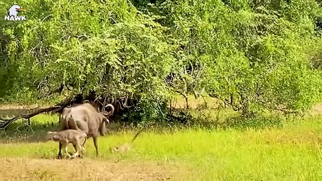 30 Pitiful Moments For Old Leopards, Leopards Get Injured While ...