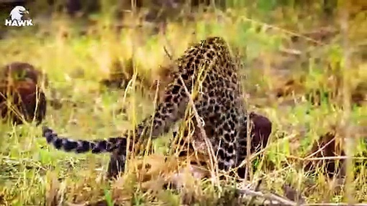 30 Bad Moments Happened to Poor Leopard! Animal Fight - video Dailymotion