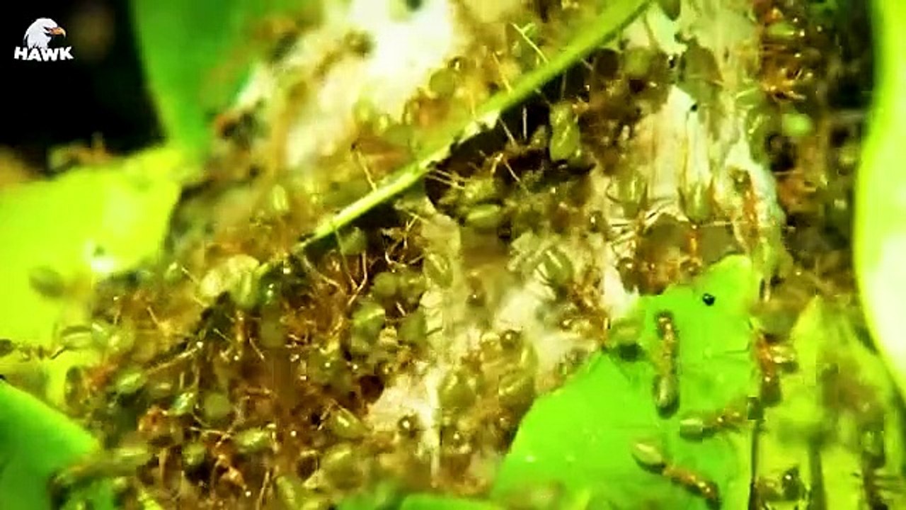 30 Moments Big Python Becomes Victim Of Thousands Of Ants Animal Fight - video Dailymotion