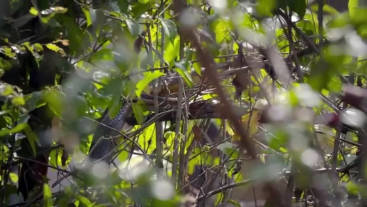 Intense Two King Cobras Fight for a Nearby Queen Into the Wild India ...