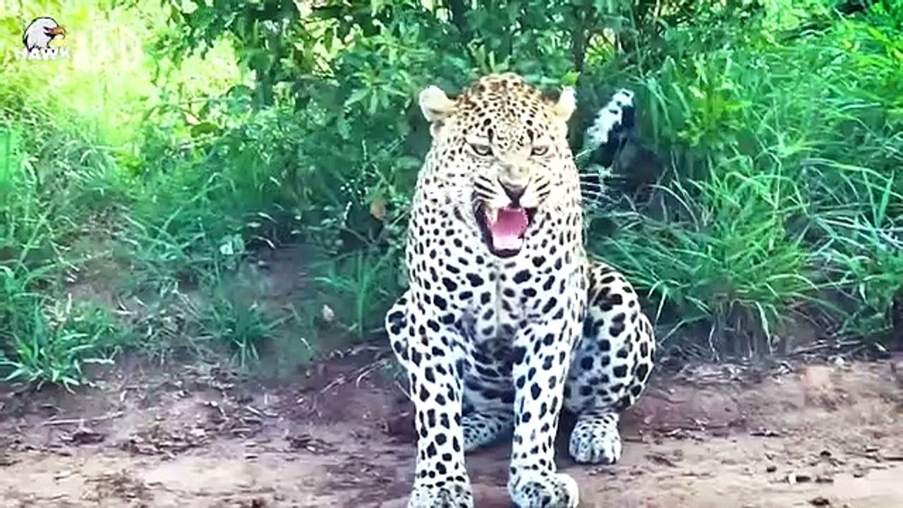 30 Moments Leopards Fight In Trees, Fight In Trees With Hyenas Animal ...