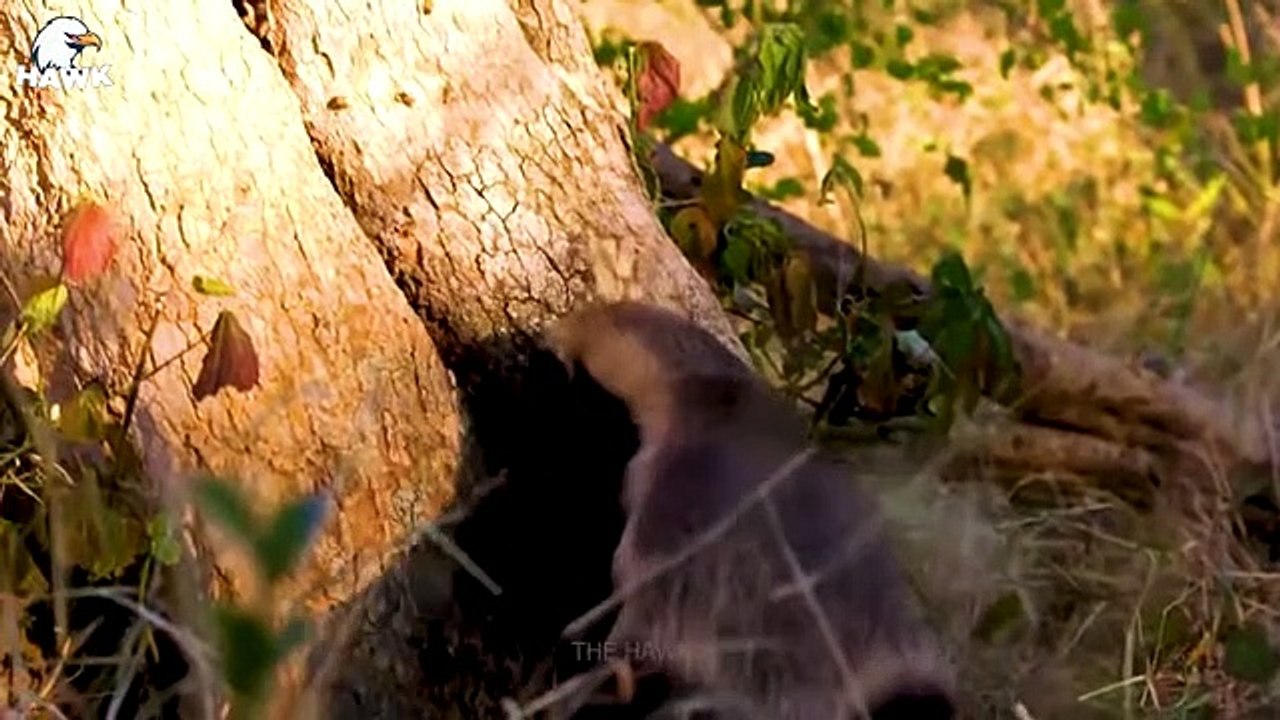30 Moments Of Honey Badger Fighting With An Injured Python, What ...