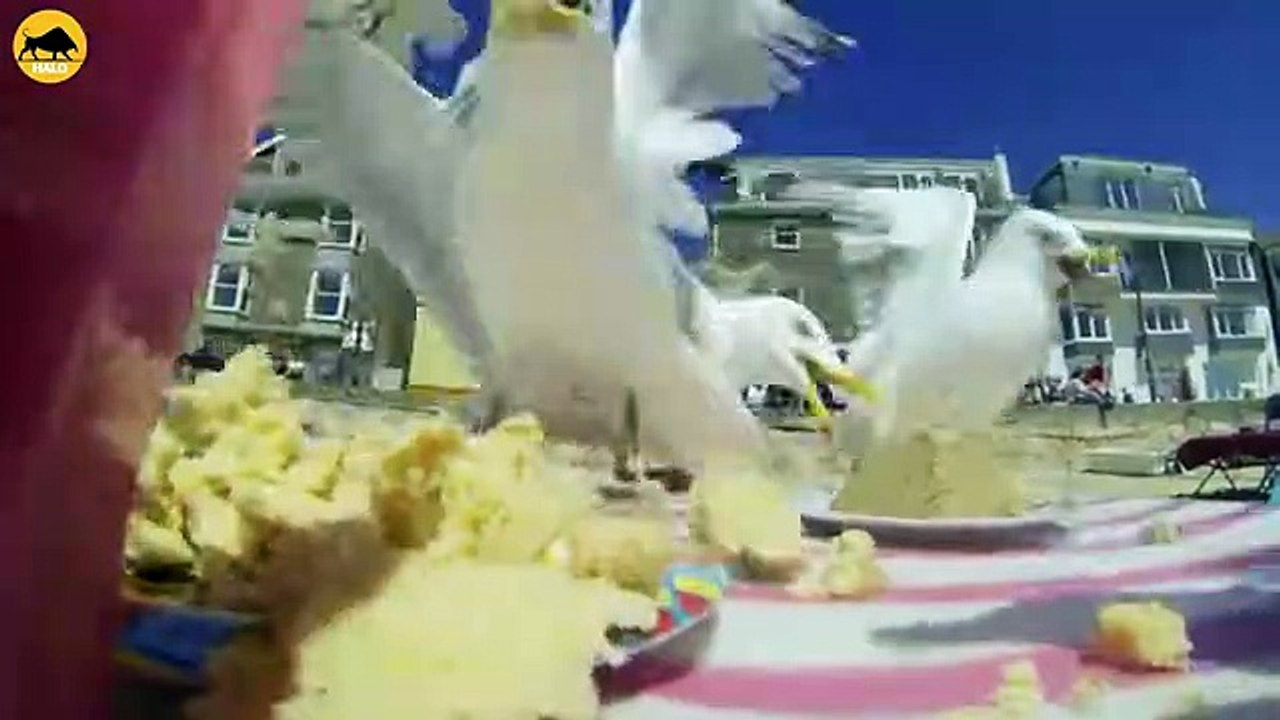 35 Unique Moments! Gluttonous Birds Absorb Prey In 5 seconds Animal ...