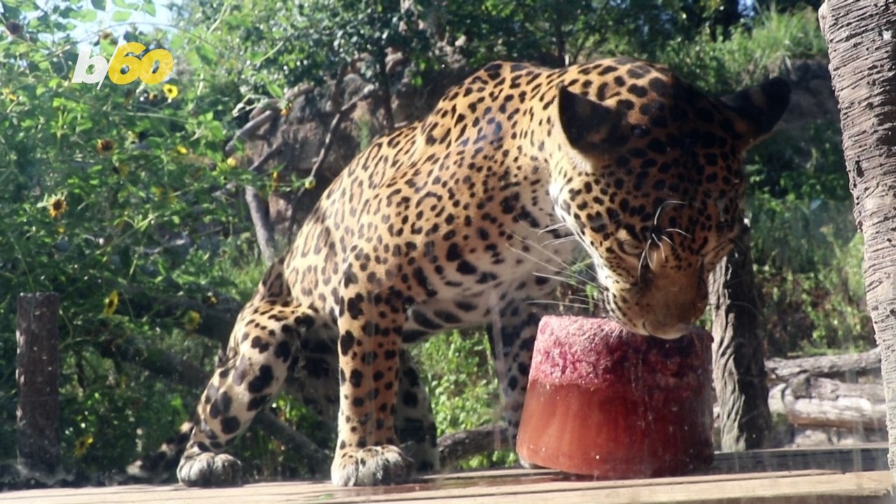 “Blood Popsicles” are All the Rage at the Jaguar Enclosure - video ...