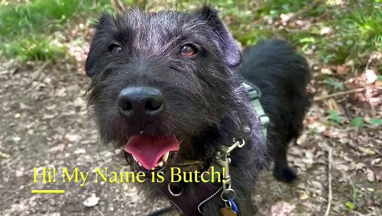 Butch at RSPCA Blackberry Farm Animal Centre needs a home - video ...