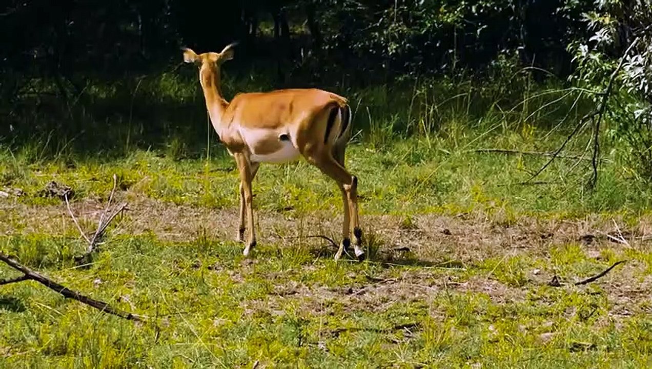 The Hyena Ruthlessly Steals an Impala From The Python - video Dailymotion