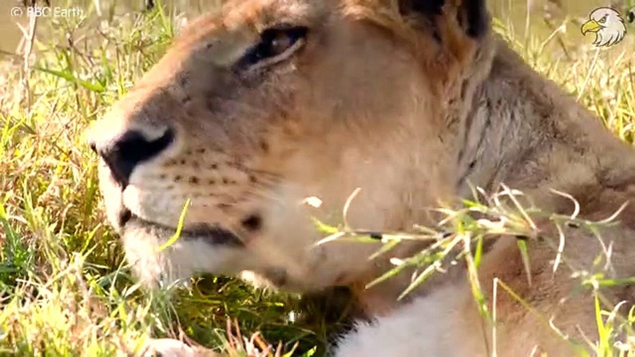 Seriously Injured Lion And How Lucky They Are To Have Human Help, What ...
