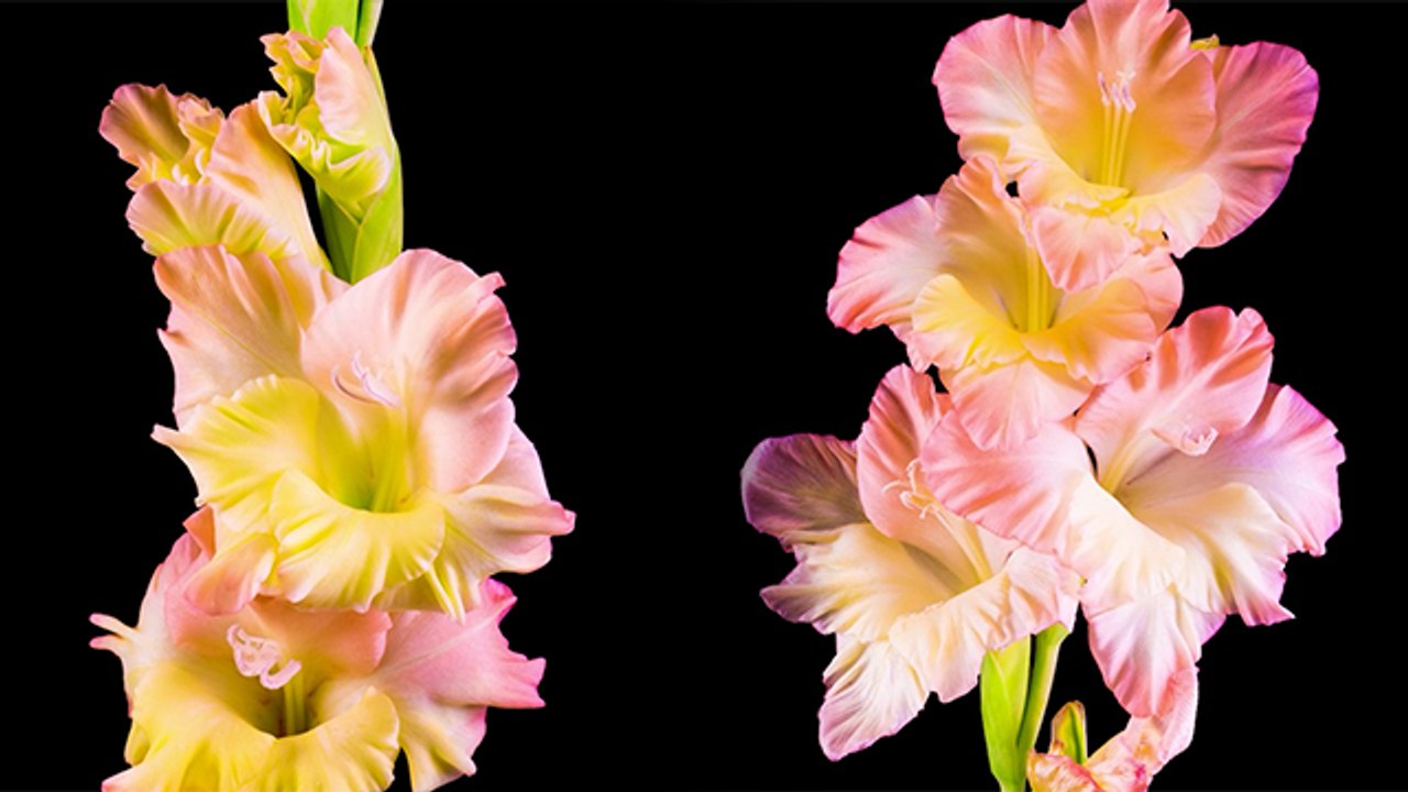 Flower Growing Time Lapse । Flower Growing UnderGround Time Lapse ...