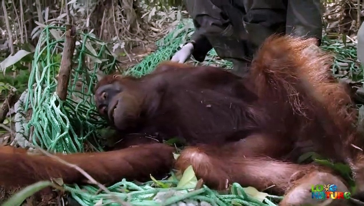 Incredible Orangutan Rescue Pulled Off by Sanctuary Team! Love Nature ...