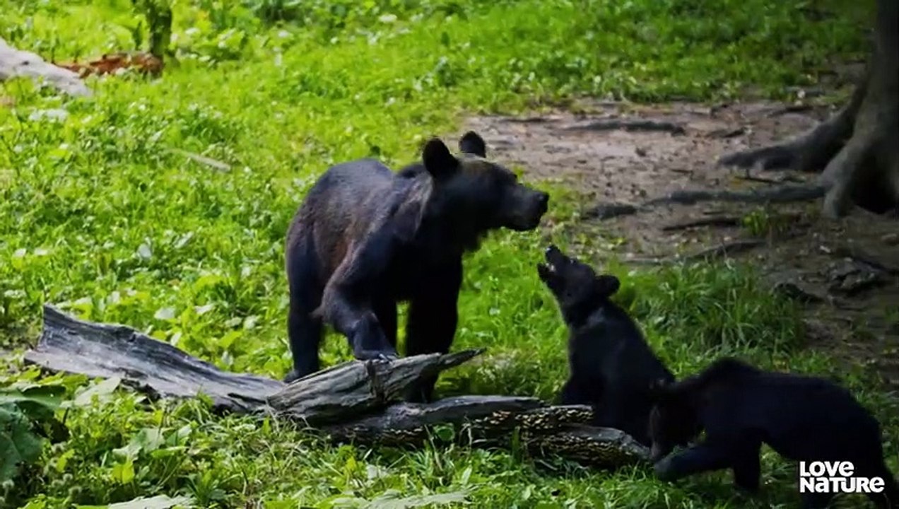 Protective Brown Bear Mom Defends Cubs Against Predatory Rival Male ...