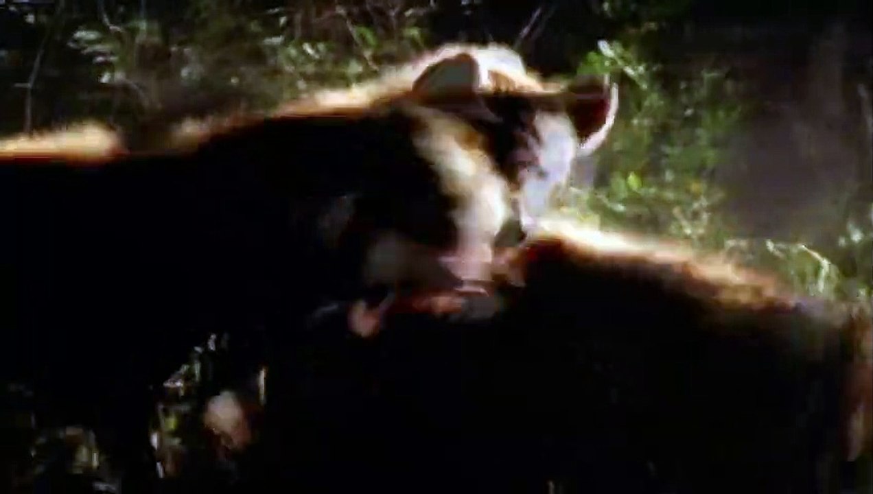 Tragically !! Python Ends Up Killing And Swallowing a Hyena Whole ...