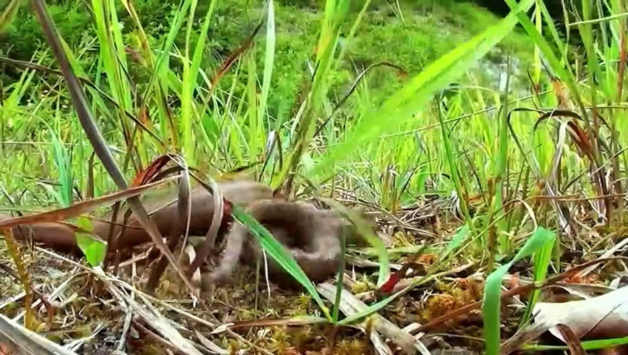 Lions vs Big Python Snake Real Fight - video Dailymotion