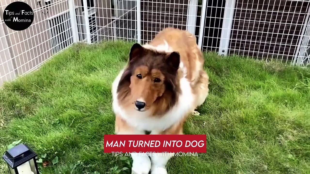 The man turned into Dog | A Japanese man spends 2 Million Yen to become ...
