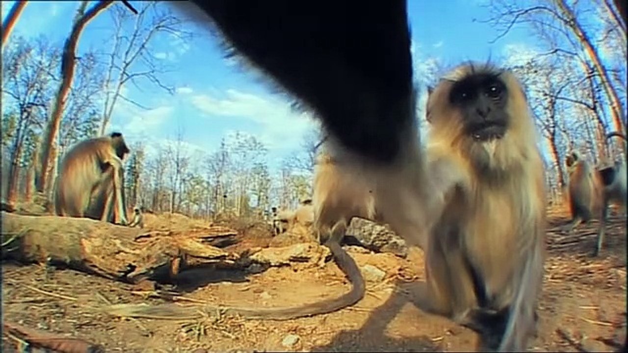Monkeys - 2001A Space Odyssey, The Dawn of Man - video Dailymotion