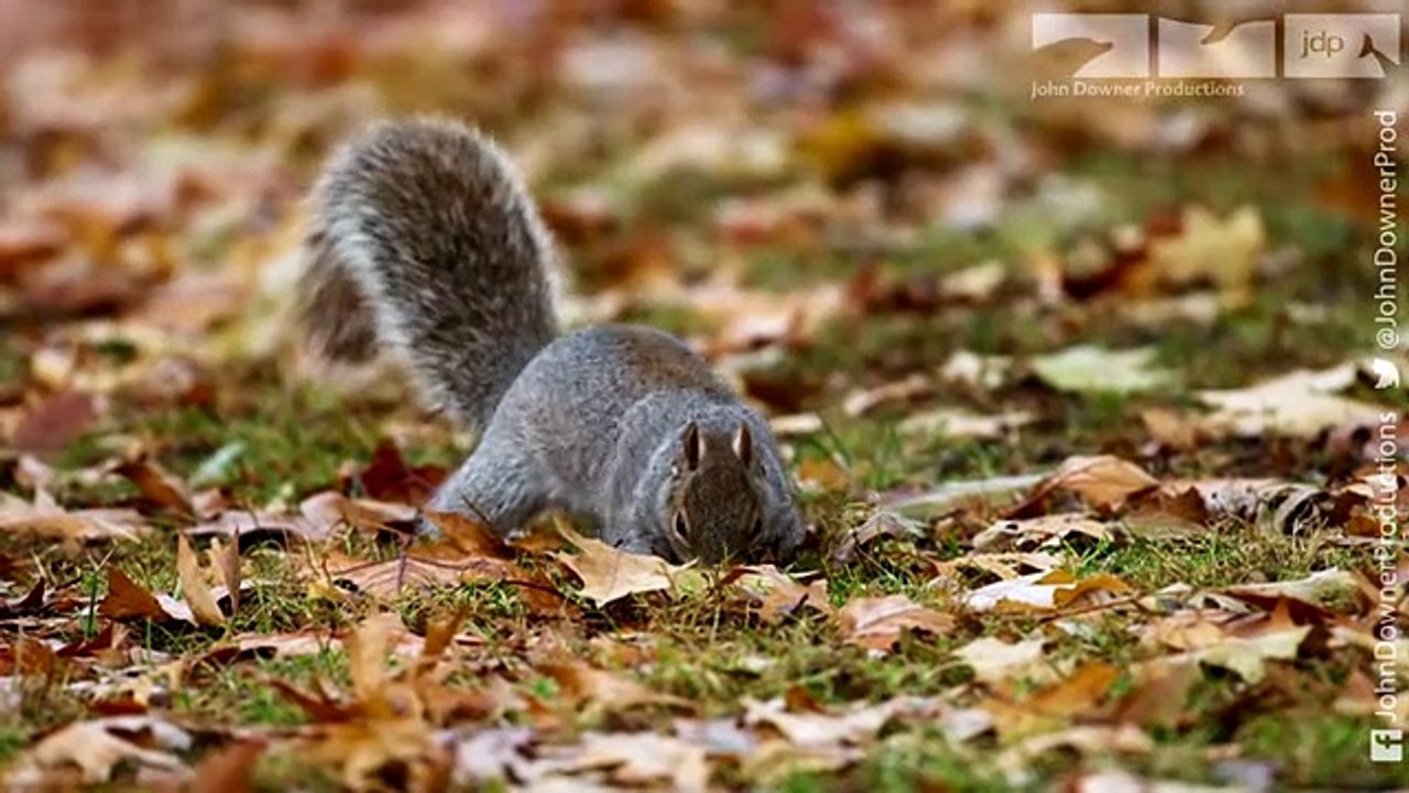 Squirrel Thief Steals Nut From Robotic Squirrel...but this isn't any ...