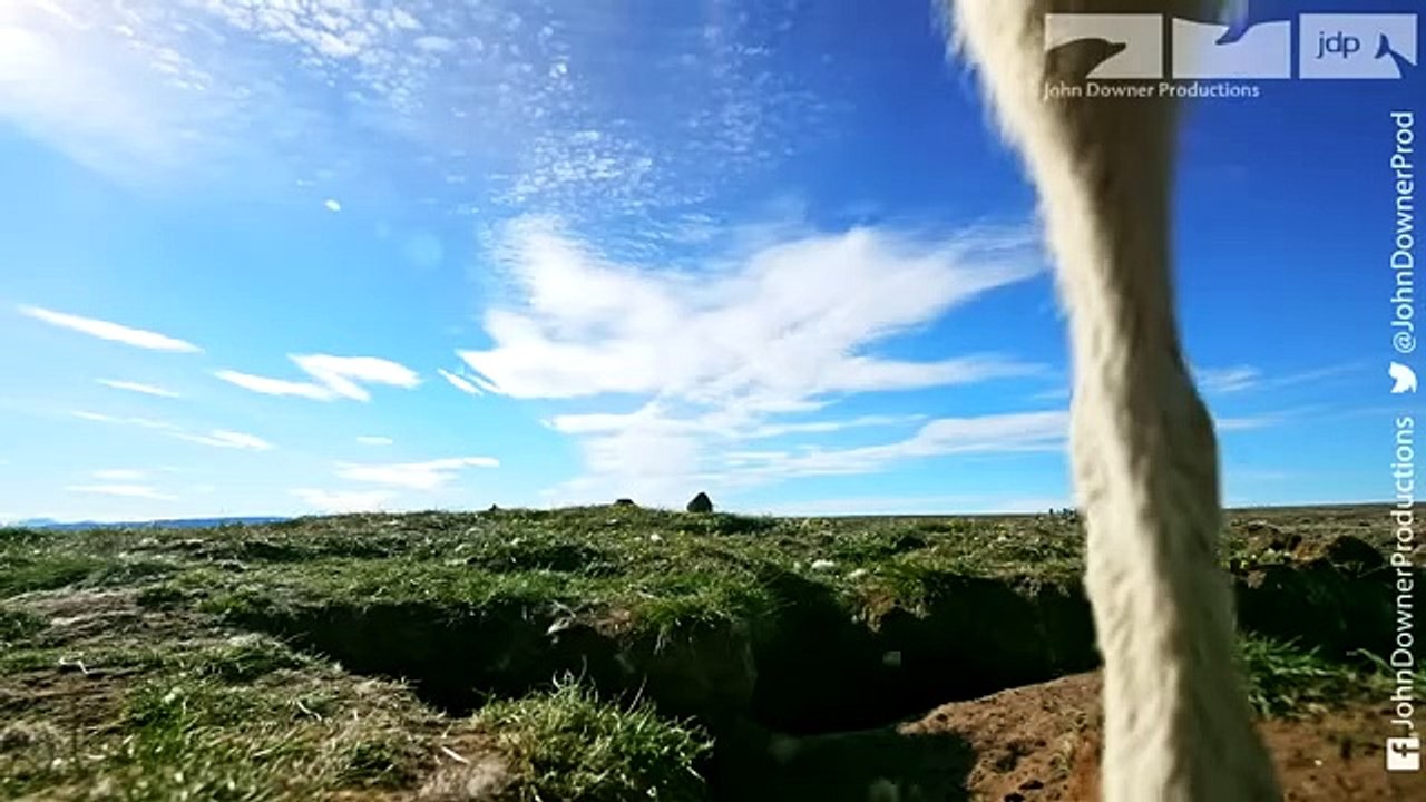 Robotic Wolf hangs out with Wolf Cubs at Den - video Dailymotion