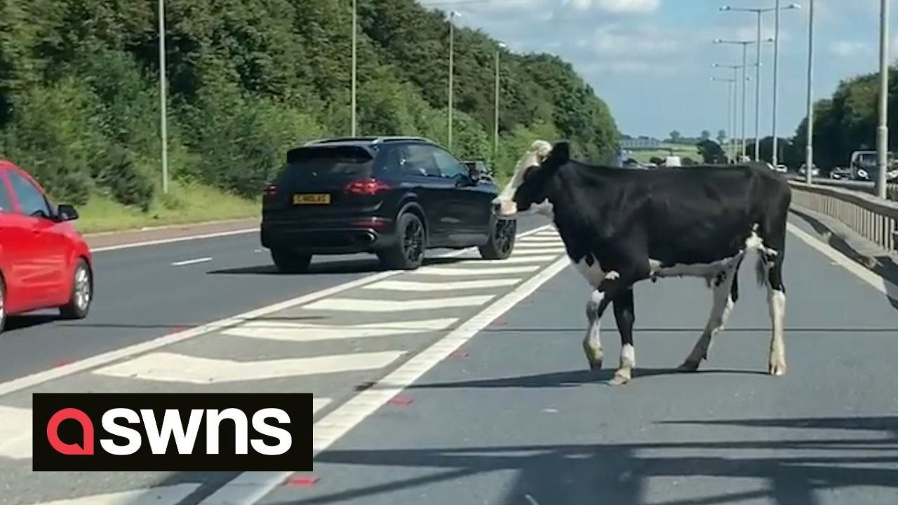 Footage shows frightened cow causing traffic chaos after escaping onto ...
