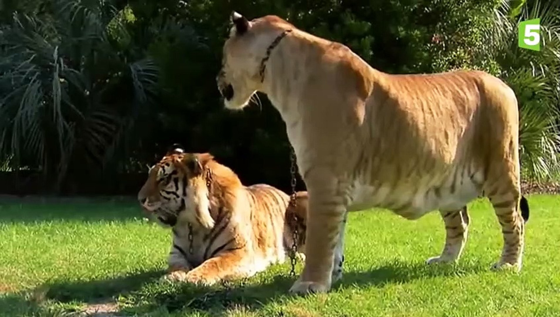 Siberian Tiger Vs Liger