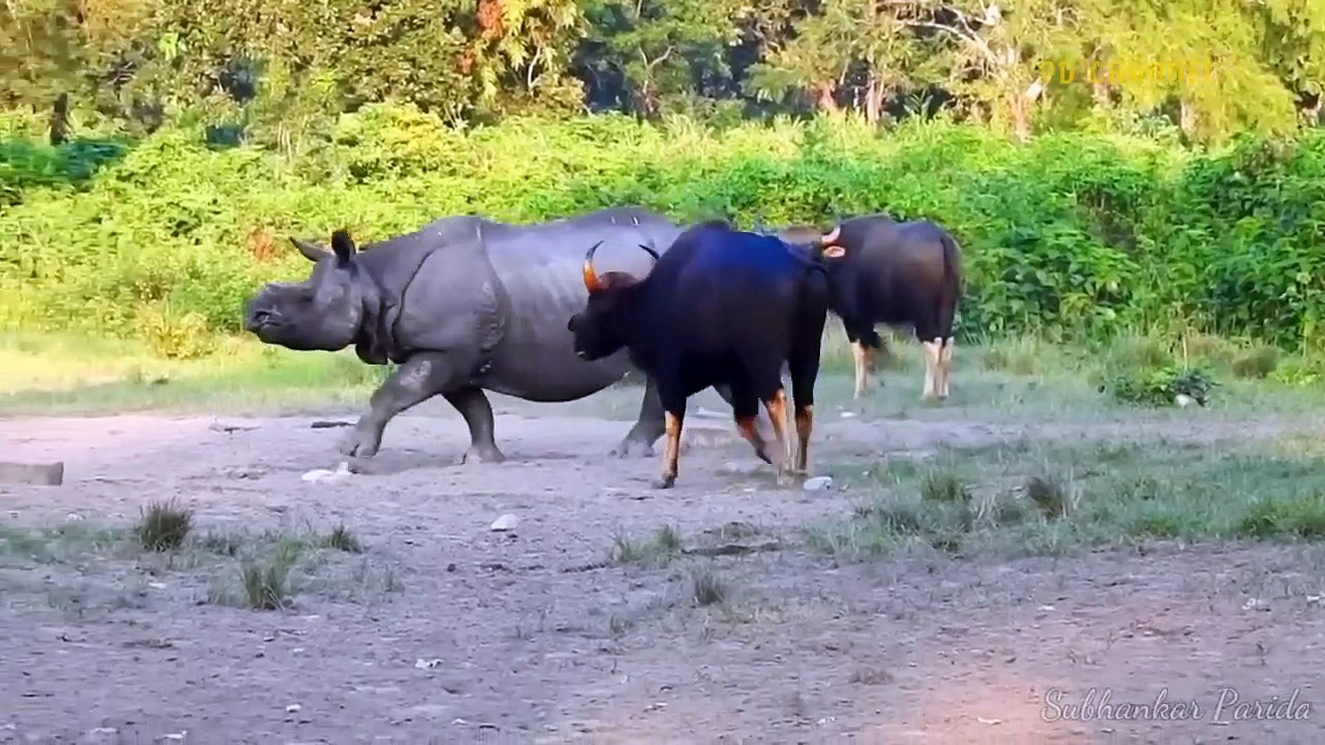 Tigre Gaur Gaurs Et Tigres En Sursis Dans La Jungle Animadventure