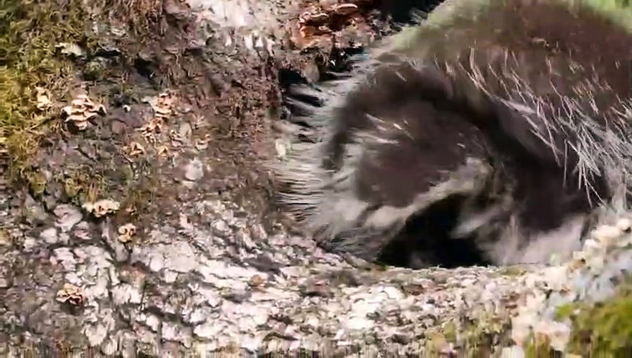 Real Fight Porcupine Vs Lion Lions Can't Take Down a Porcupine ...