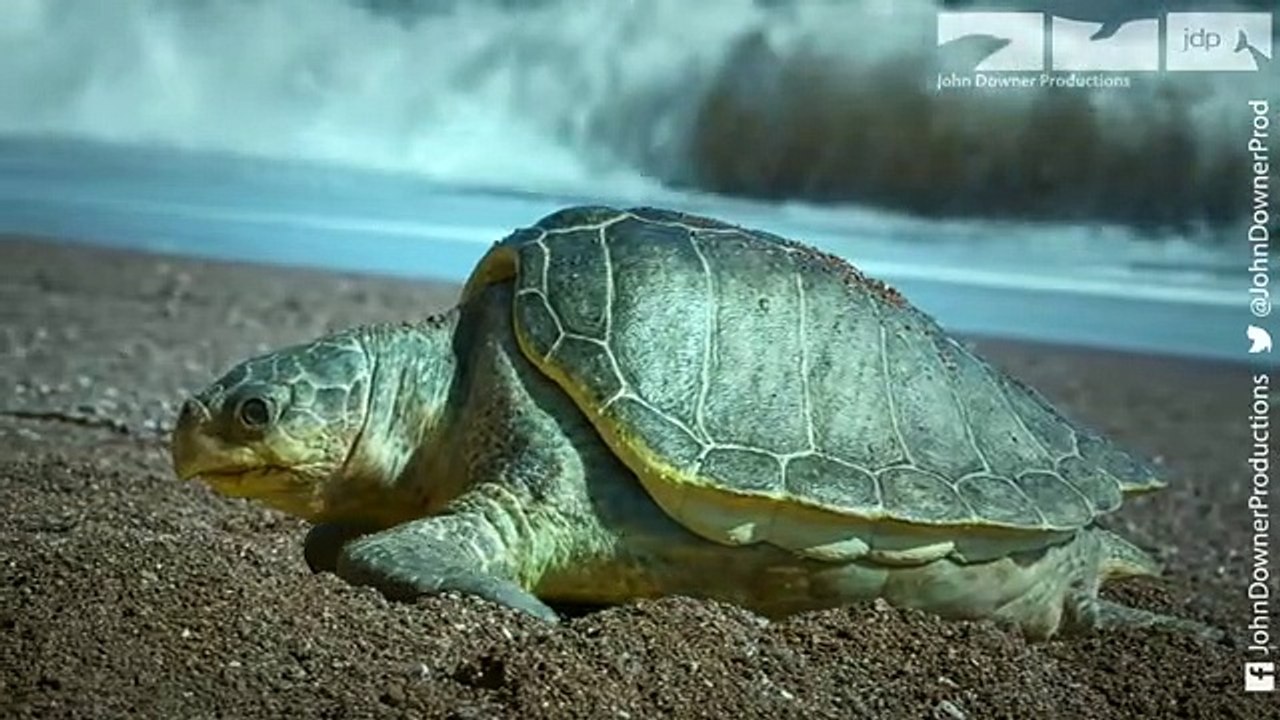 Robot Spy Turtle Joins Epic Turtle Invasion Using An Astonishing Clutch ...