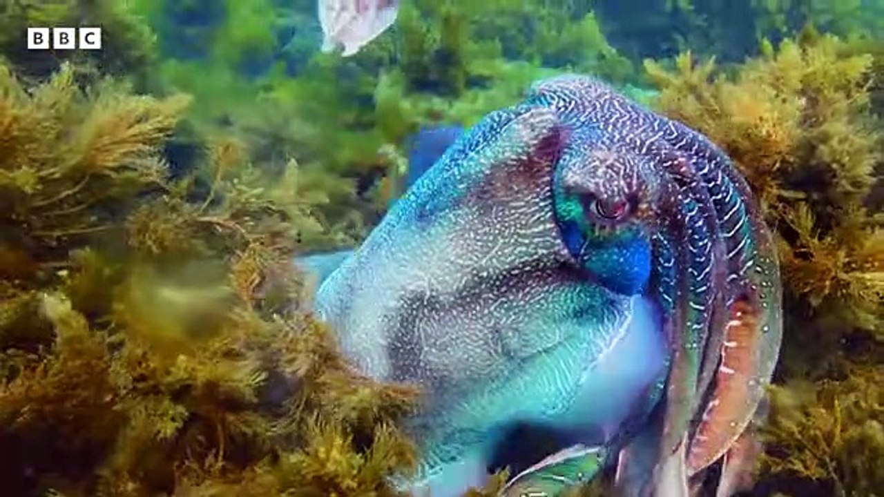 Robotic Spy Cuttlefish Communicates With Cuttlefish - video Dailymotion