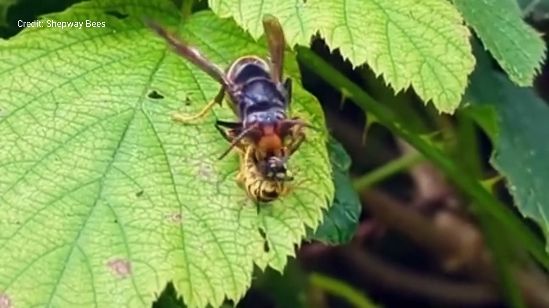 Asian Hornet decapitates and eats wasp