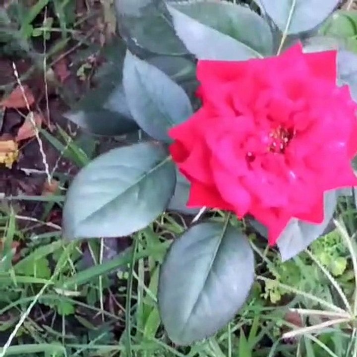 Rose flower - video Dailymotion