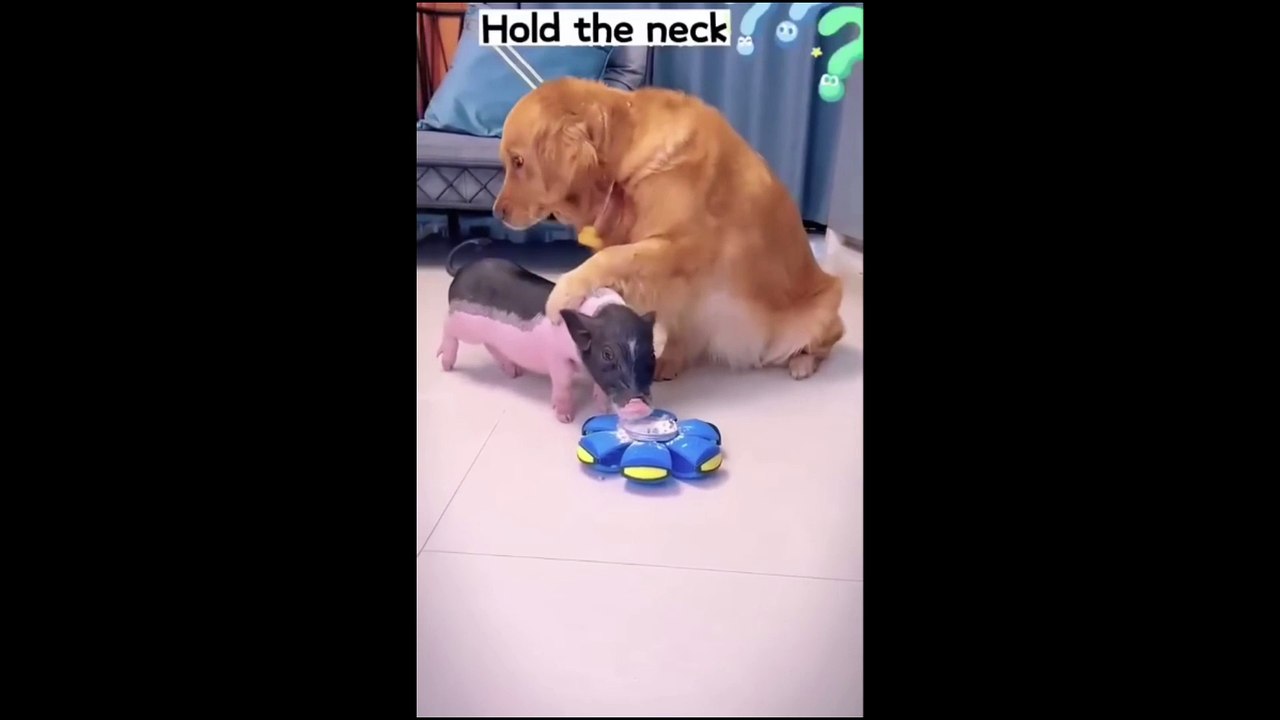 Dog compilation | Funny dog reaction | Funny dog videos - video Dailymotion