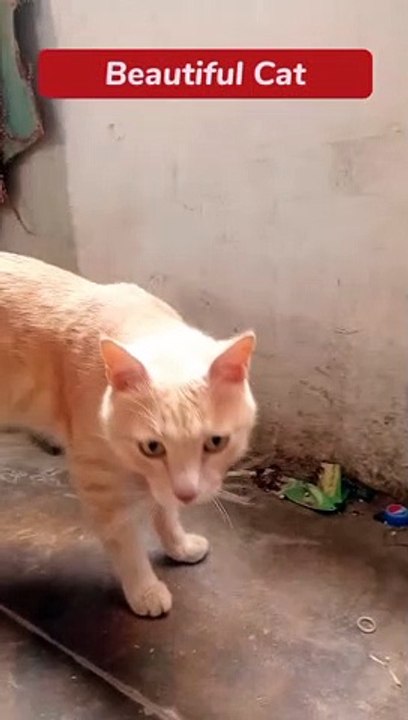 Beautiful Pet Cat l Pet Animal l Imran Zaman - video Dailymotion