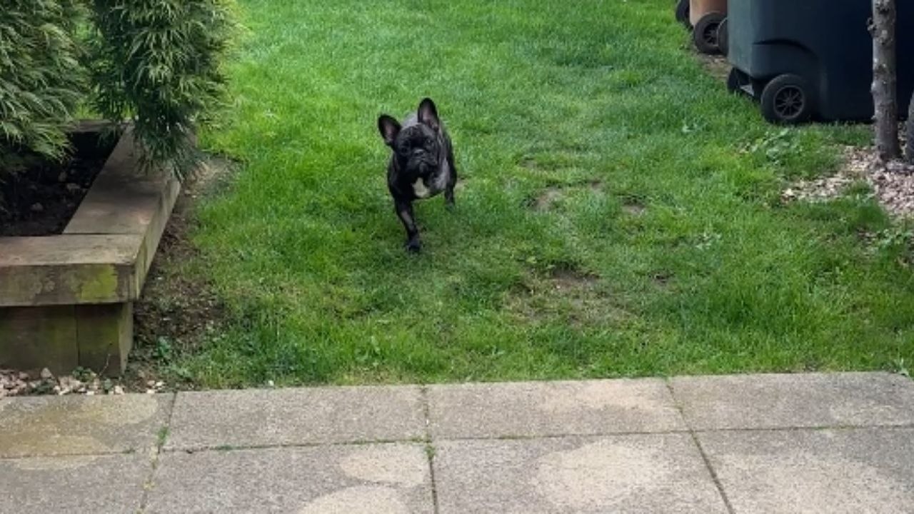 Stubborn 3-legged Frenchie completely unbothered after having her leg ...