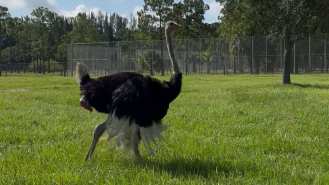 Family's trip to drive-thru safari gets awkward upon encountering ...