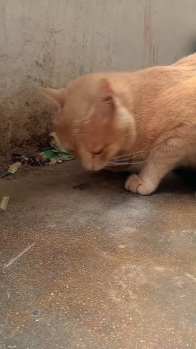 Cat Searching Food l pet animals l Imran Zaman - video Dailymotion