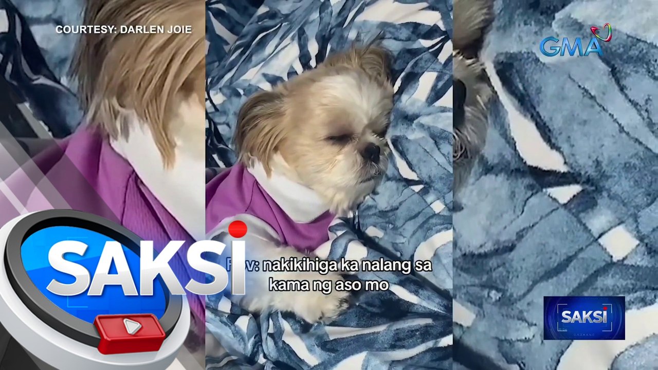 Asong nauna nang nakatulog sa kama ng kanyang fur mom, pinusuan ng ...