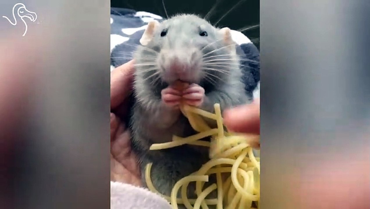 Rat Eats His Way Through Piles Of Spaghetti - video Dailymotion
