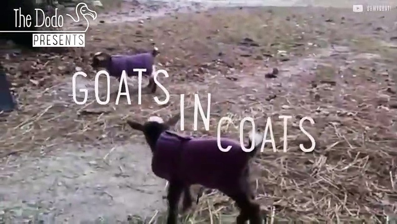 Goats In Coats - video Dailymotion