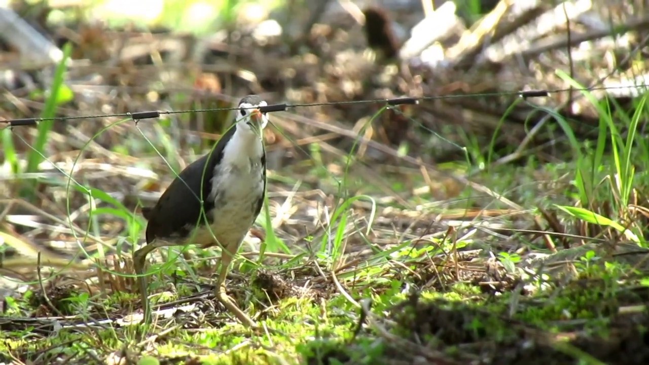 Ruak -Ruak super pintar mampu melepaskan diri dari jerat racik ( bird ...
