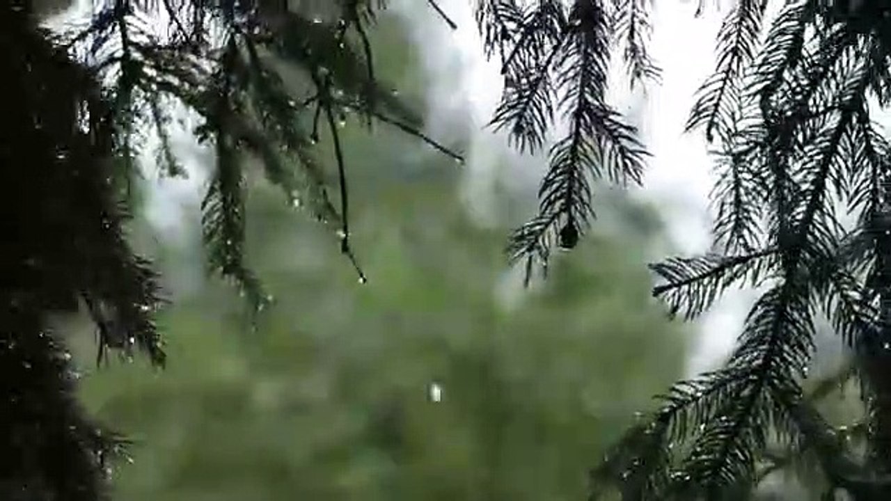 Rain Drops Falling From Trees with Wind | Relaxing Sound of Rain and ...