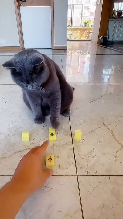 Cat Task - video Dailymotion